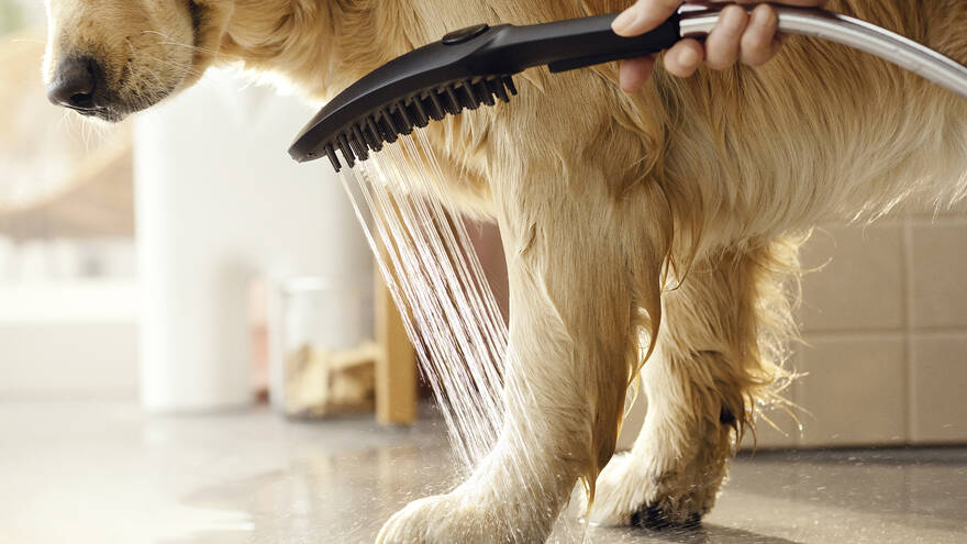 DogShower: relaxed dog grooming