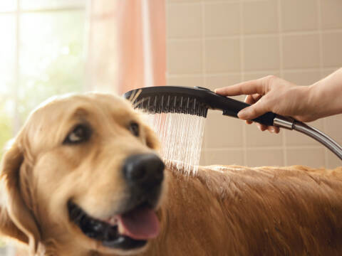hansgrohe Douches pour chien: DogShower, Douchette pour chien 150 3jet ...