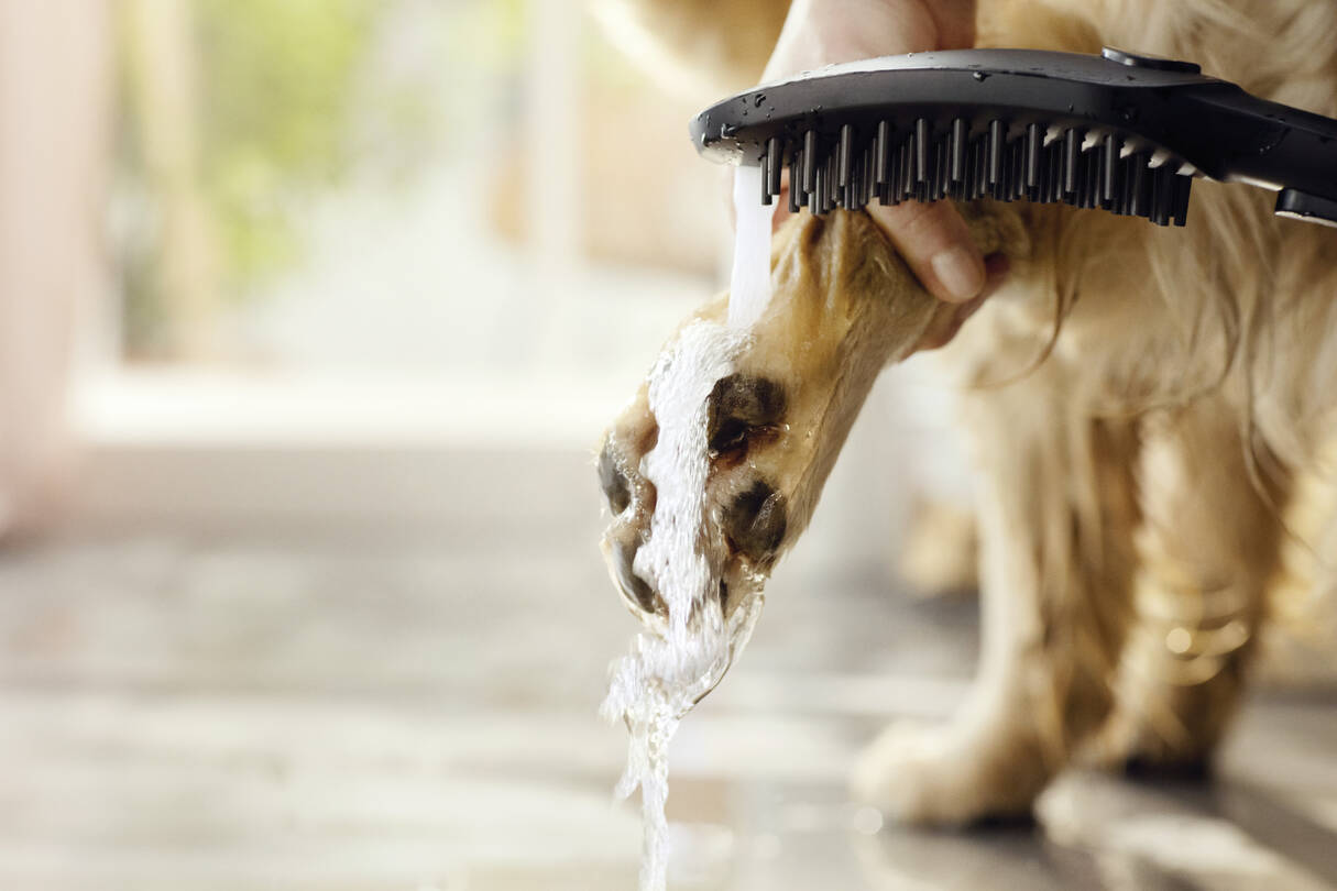 hansgrohe Dog showers: DogShower, 150, 3-Jet Select with Quick Connect ...