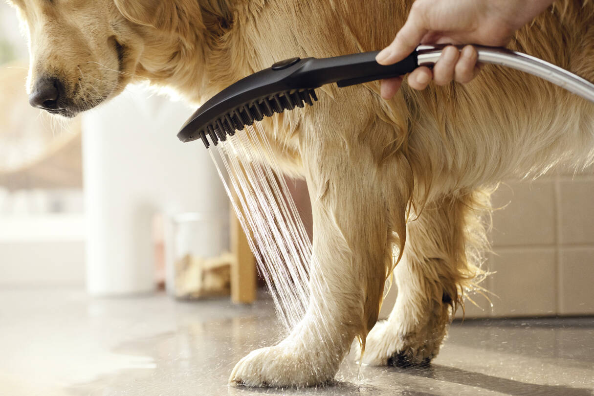 hansgrohe Dog showers: DogShower, Dogs hand shower 150 3jet Select ...