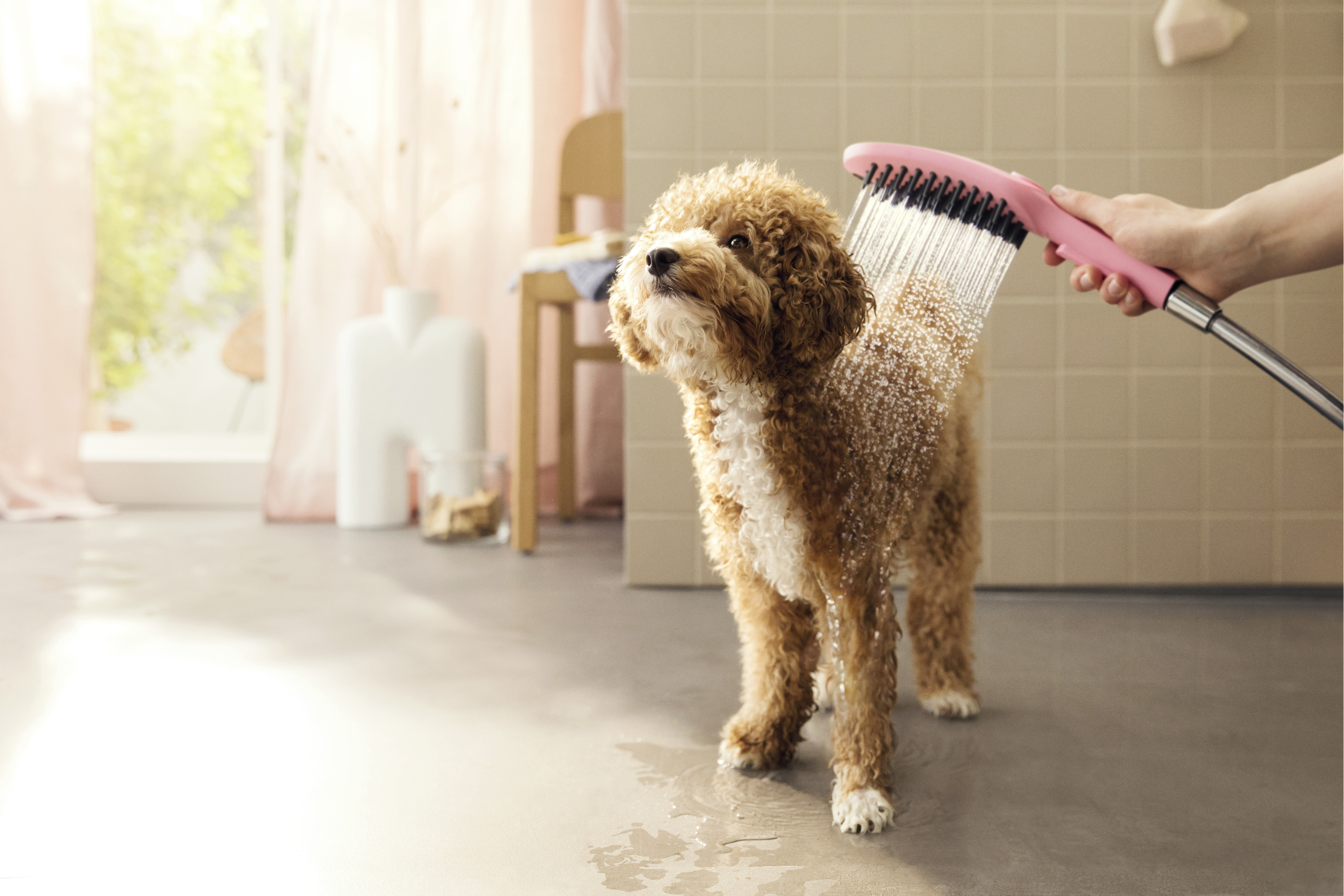 hansgrohe Dog showers: DogShower, Douche à main pour chiens 150 3jet ...